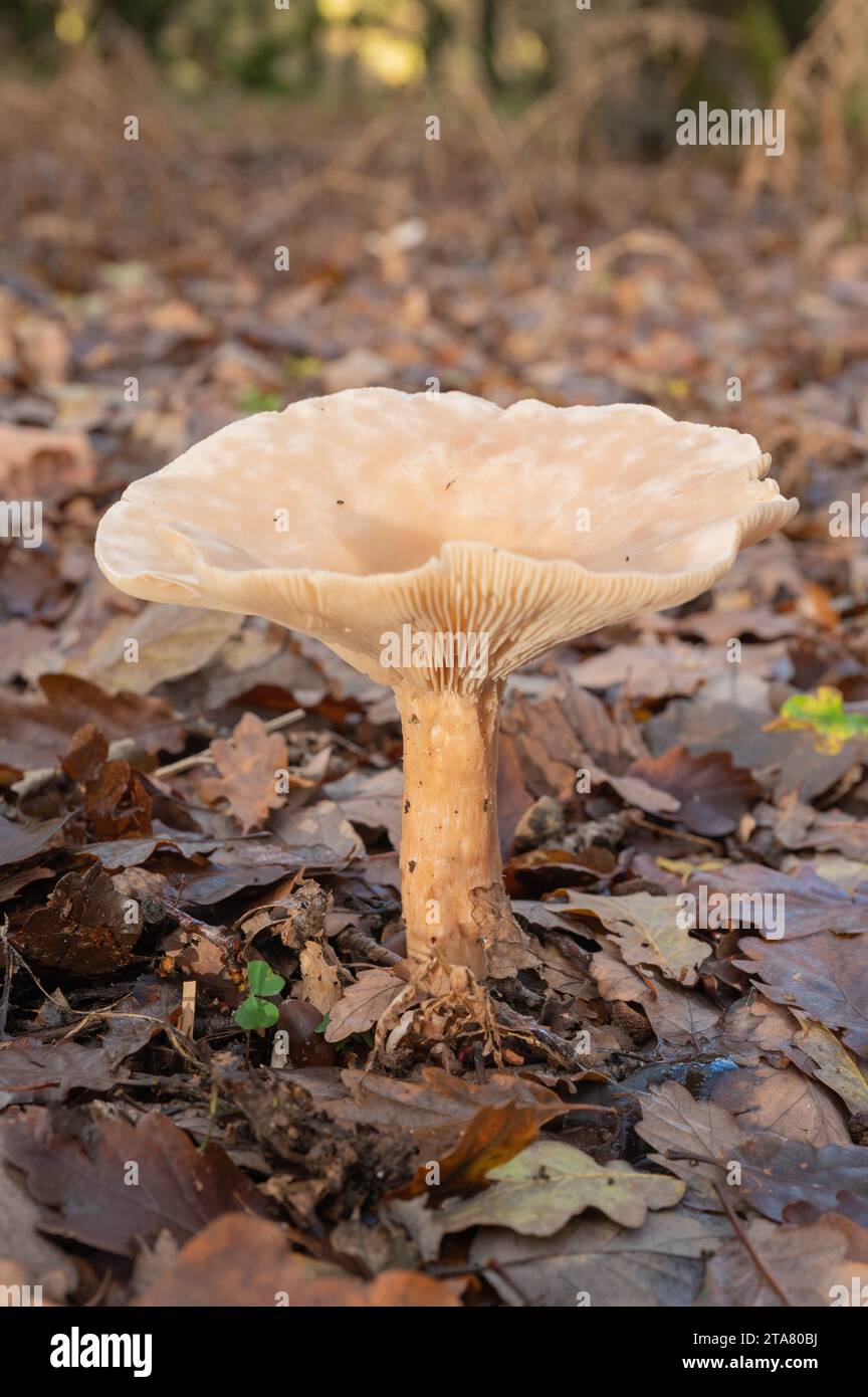 Trooping funnel fungus , Clitocybe geotropa, in woodland, St Mary's ...