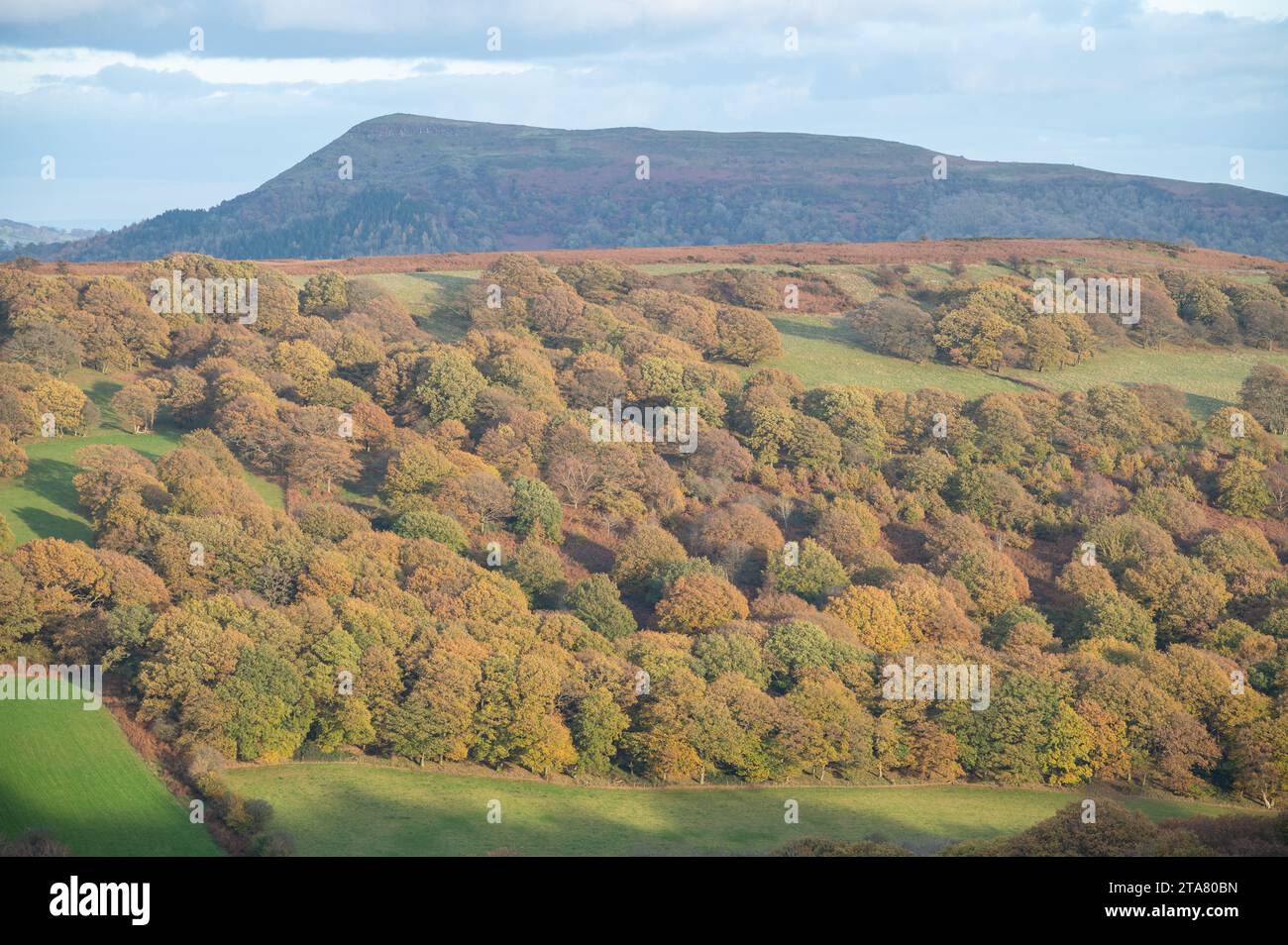 Deciduous woodland on the Deri with the Skirrid Mountain behind, Powys ...