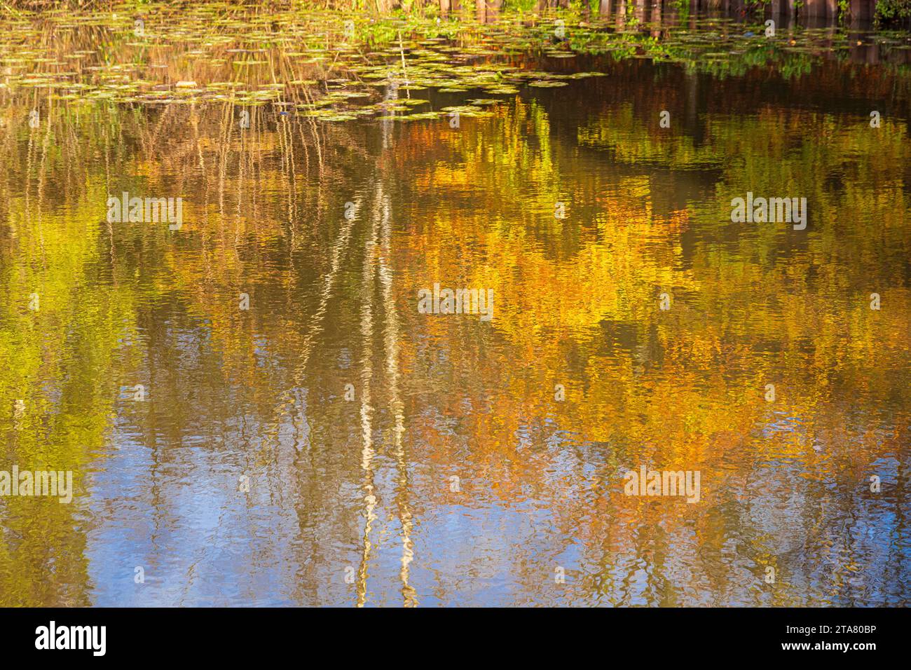 Autumn colours in the Royal Forest of Dean - Reflections in Lightmoor ...