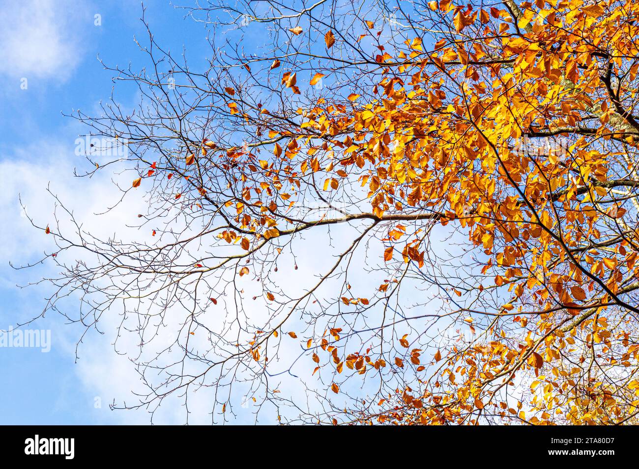 Autumn colours in the Royal Forest of Dean - A beech tree losing its ...