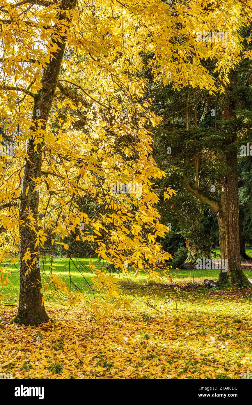Autumn colours in the Royal Forest of Dean - Bitternut Hickory (Carya ...