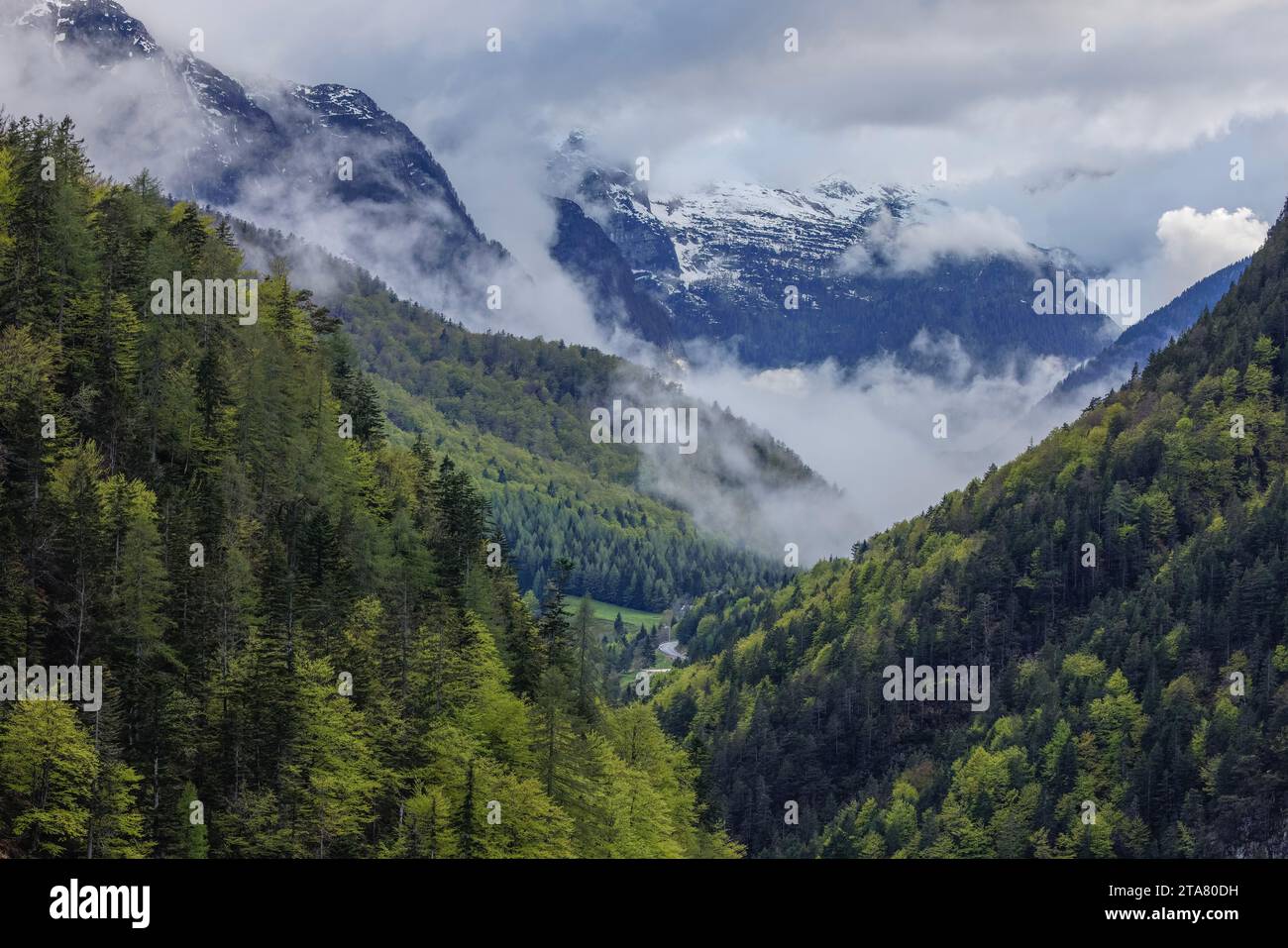 Long bois hi-res stock photography and images - Alamy