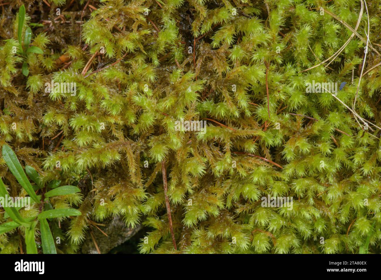 Big shaggy moss hi-res stock photography and images - Alamy