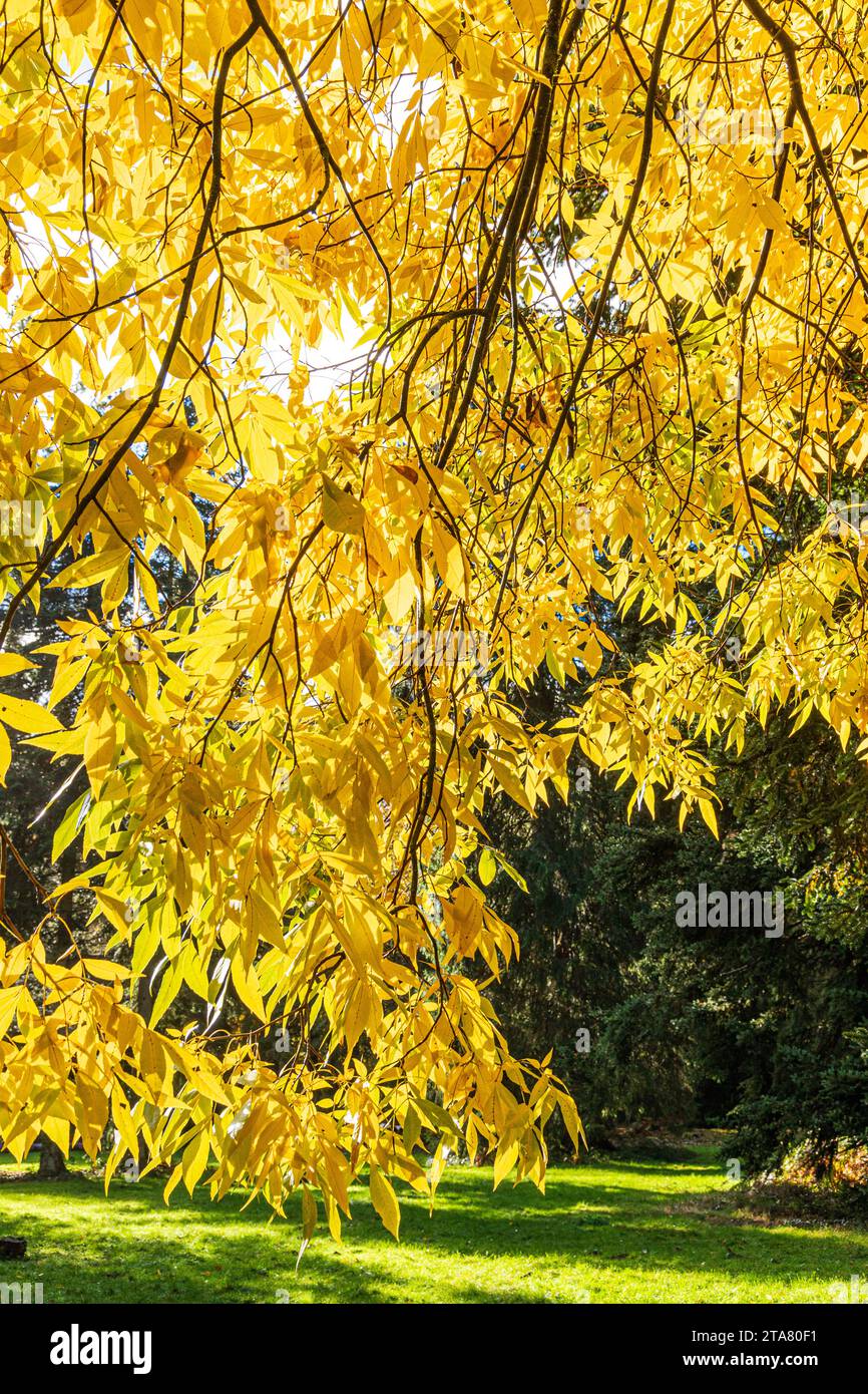 Autumn colours in the Royal Forest of Dean - Bitternut Hickory (Carya ...