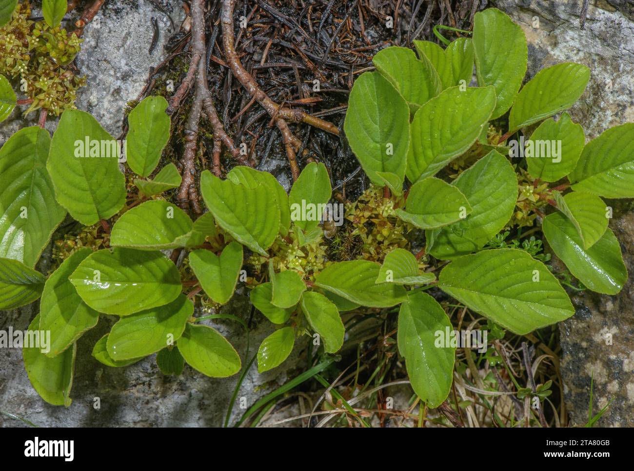Dwarf Buckthorn, Rhamnus pumilus, in flower on limestone, Julian Alps ...