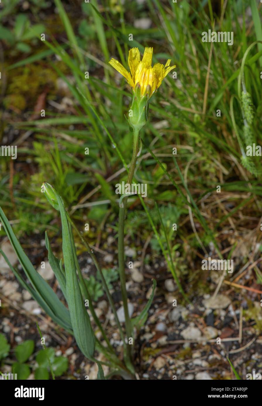 Austrian vipers grass hi-res stock photography and images - Alamy