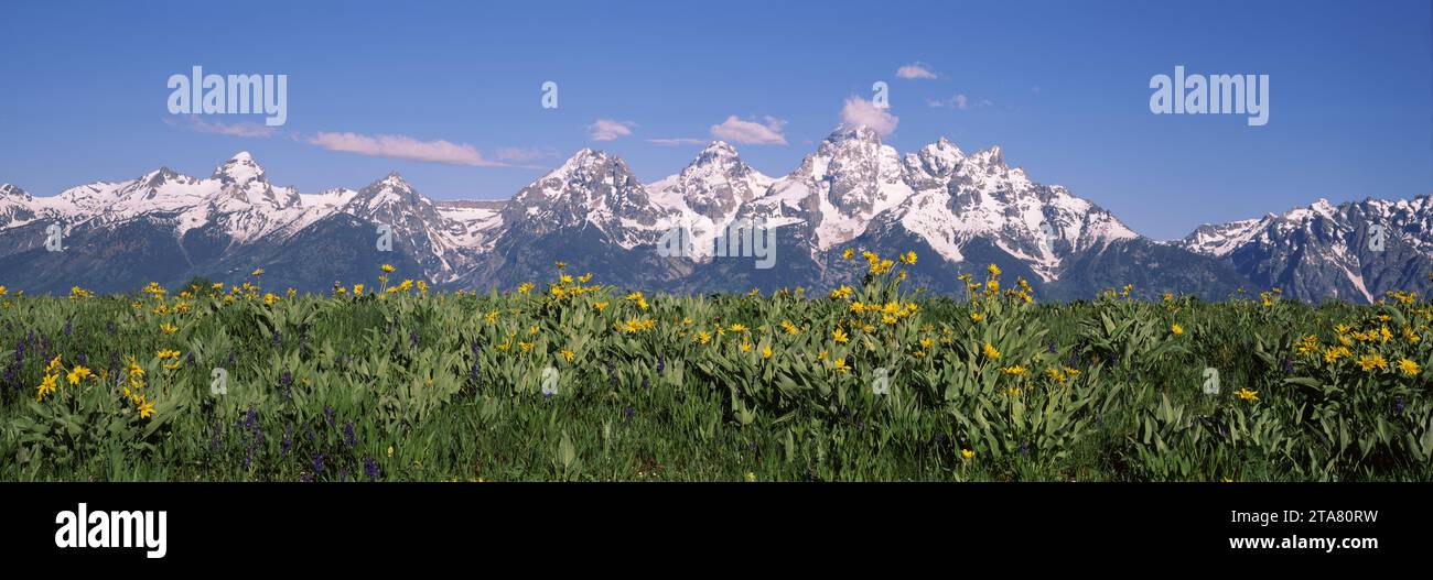 Blooming wildflowers in meadow, Grand Teton National Park, Wyoming, USA ...