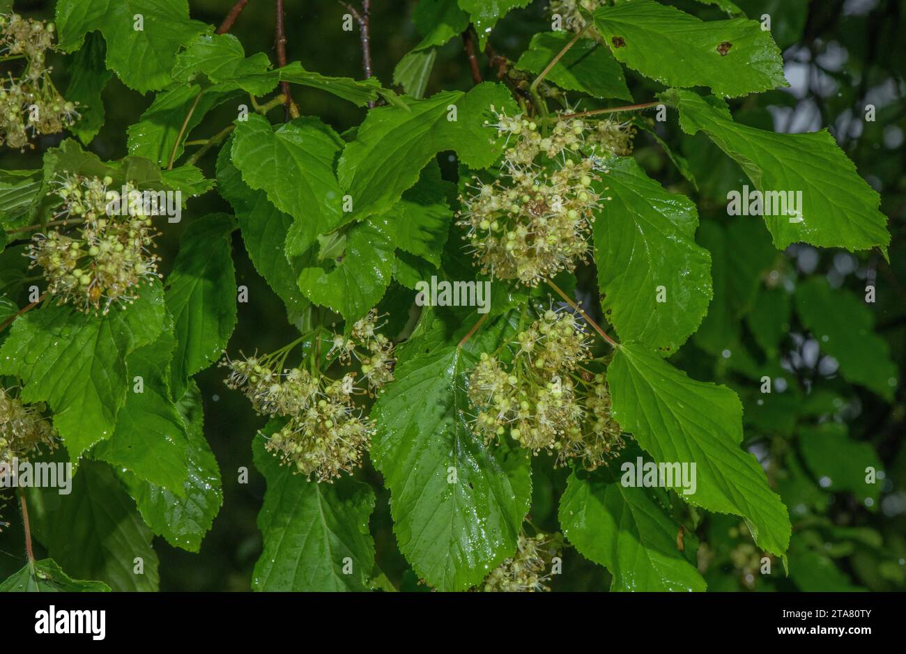 Tatarian maple hi-res stock photography and images - Alamy