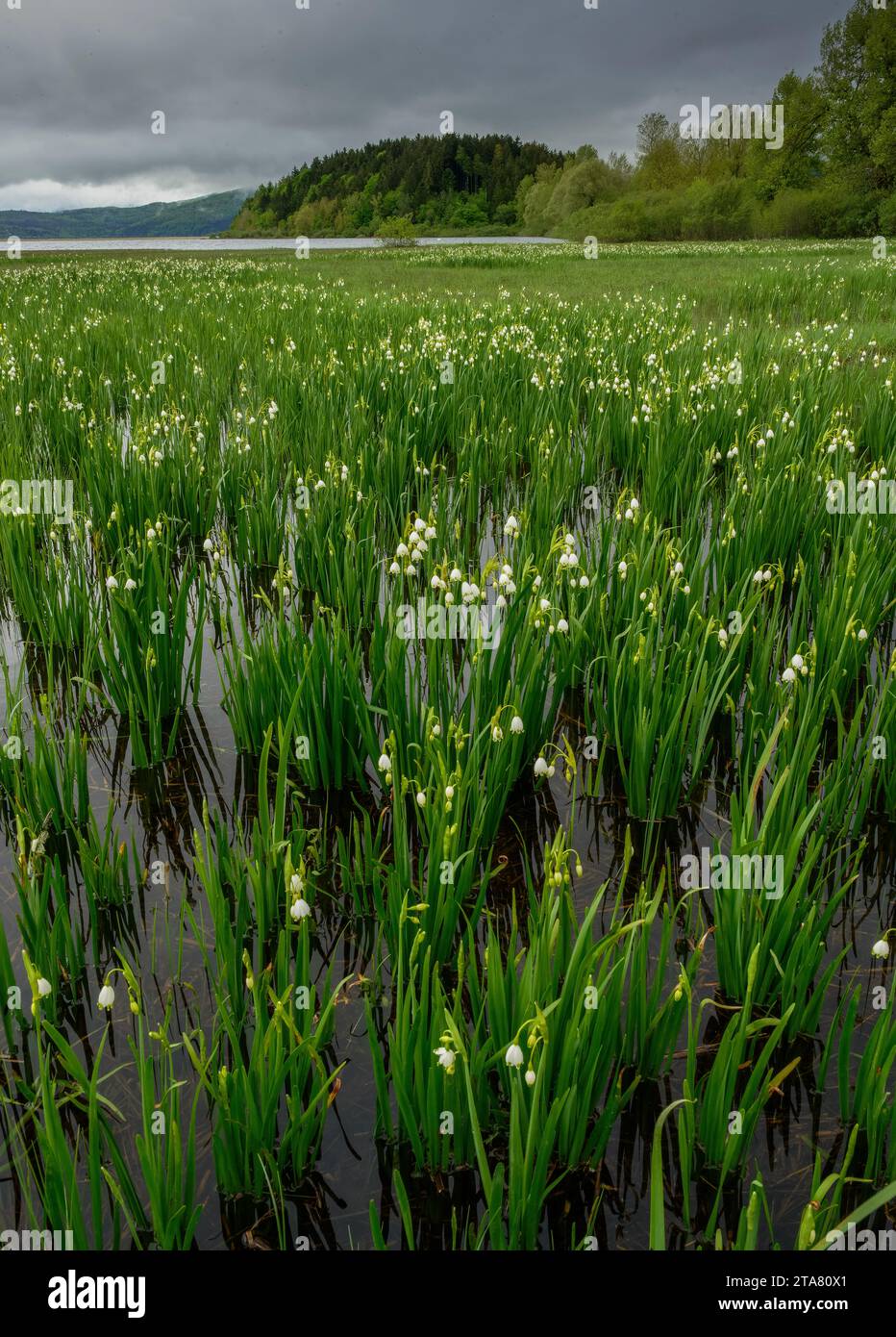 Summer Snowflake, Leucojum aestivum ssp. pulchellum in flower in Lake ...
