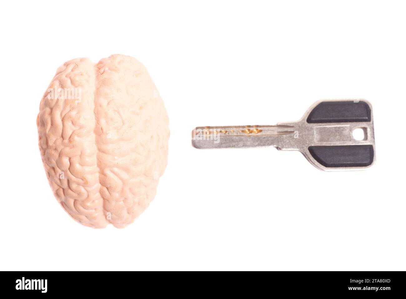 Human brain anatomical model with key isolated on white background ...