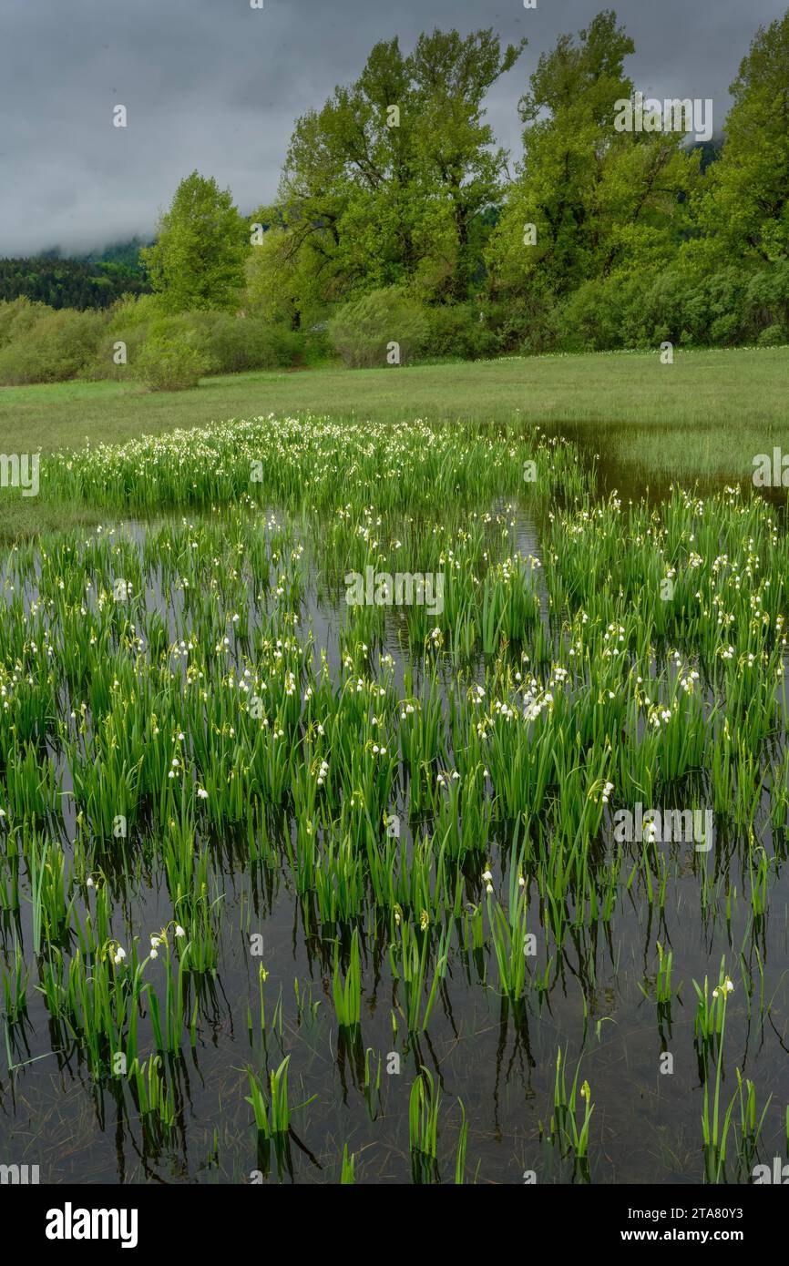 Summer Snowflake, Leucojum aestivum ssp. pulchellum in flower in Lake ...