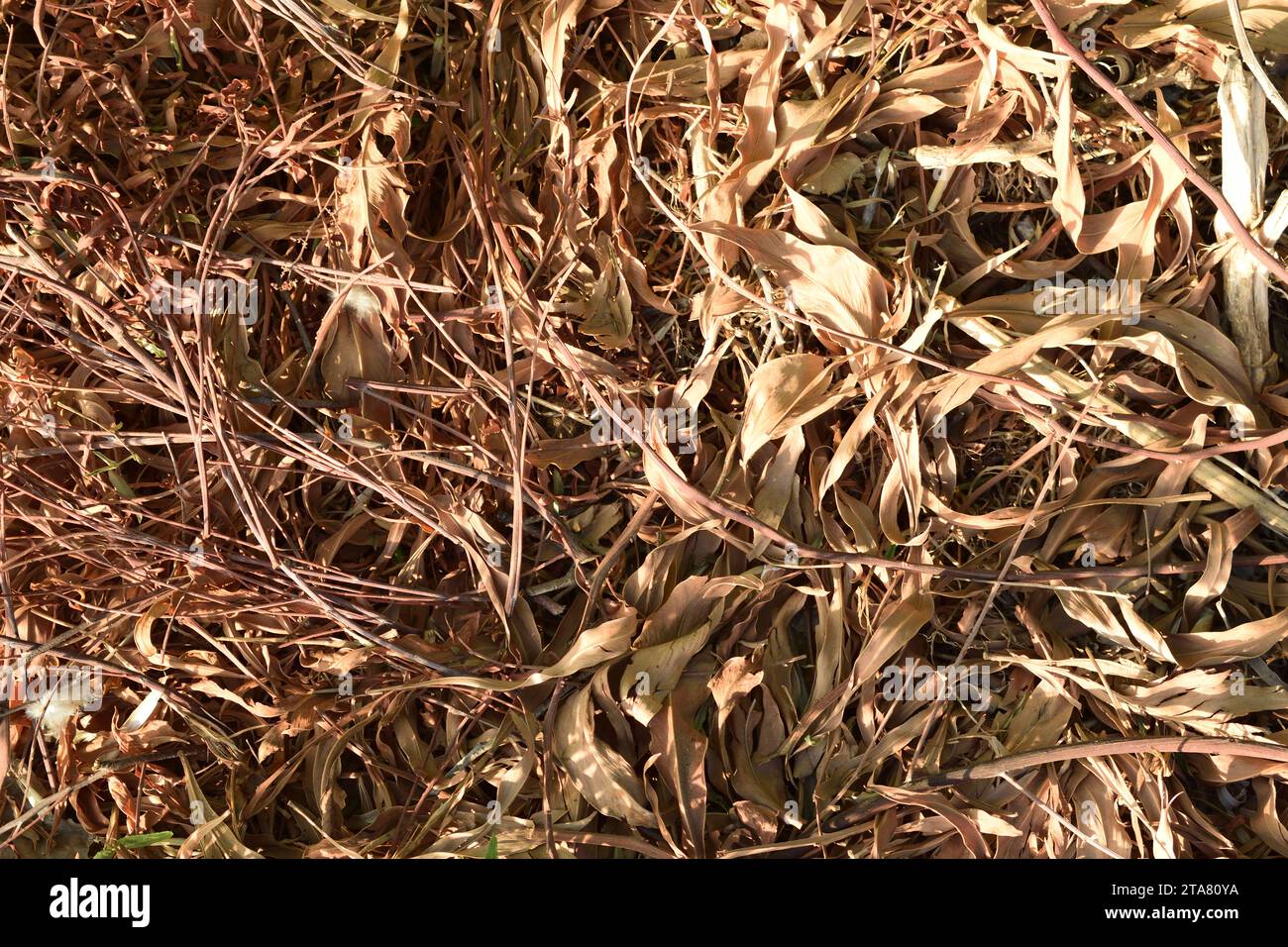 non edited raw photo of dried leaves. useful for backgrounds and ...