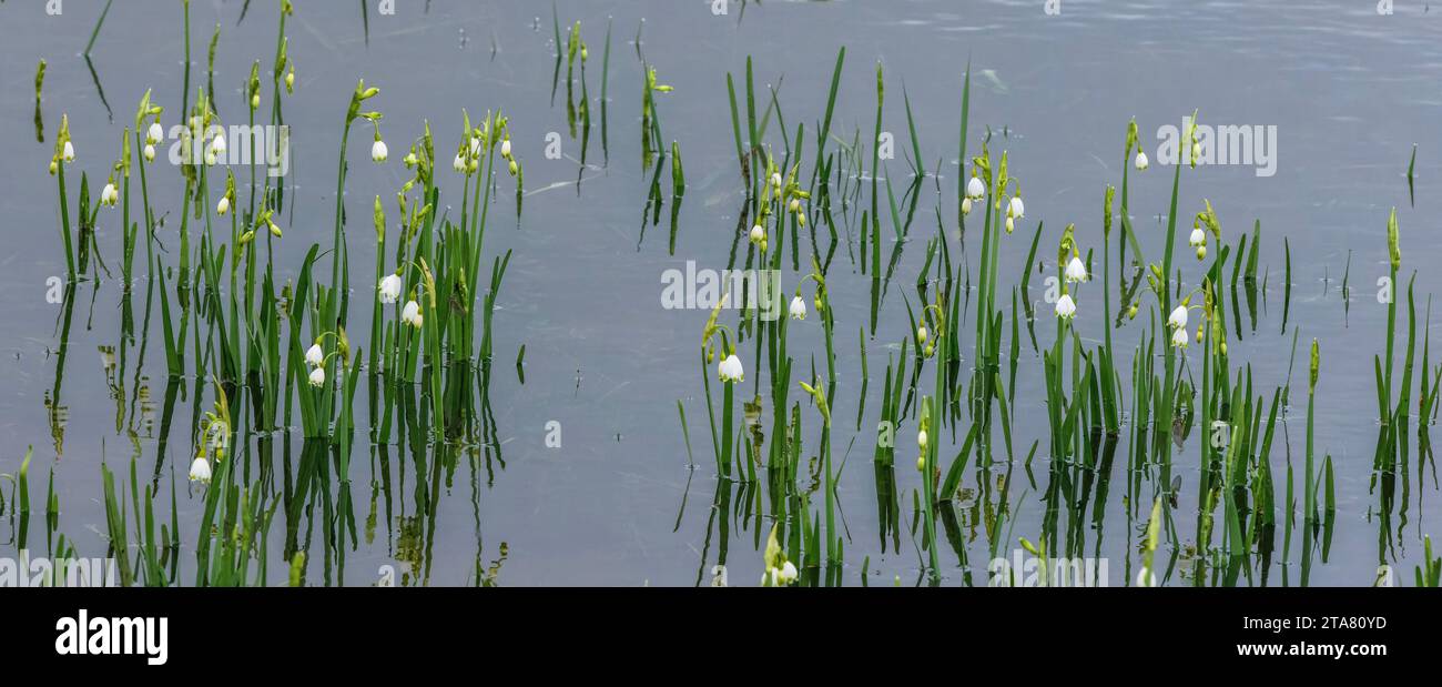 Summer Snowflake, Leucojum aestivum ssp. pulchellum in flower in Lake ...