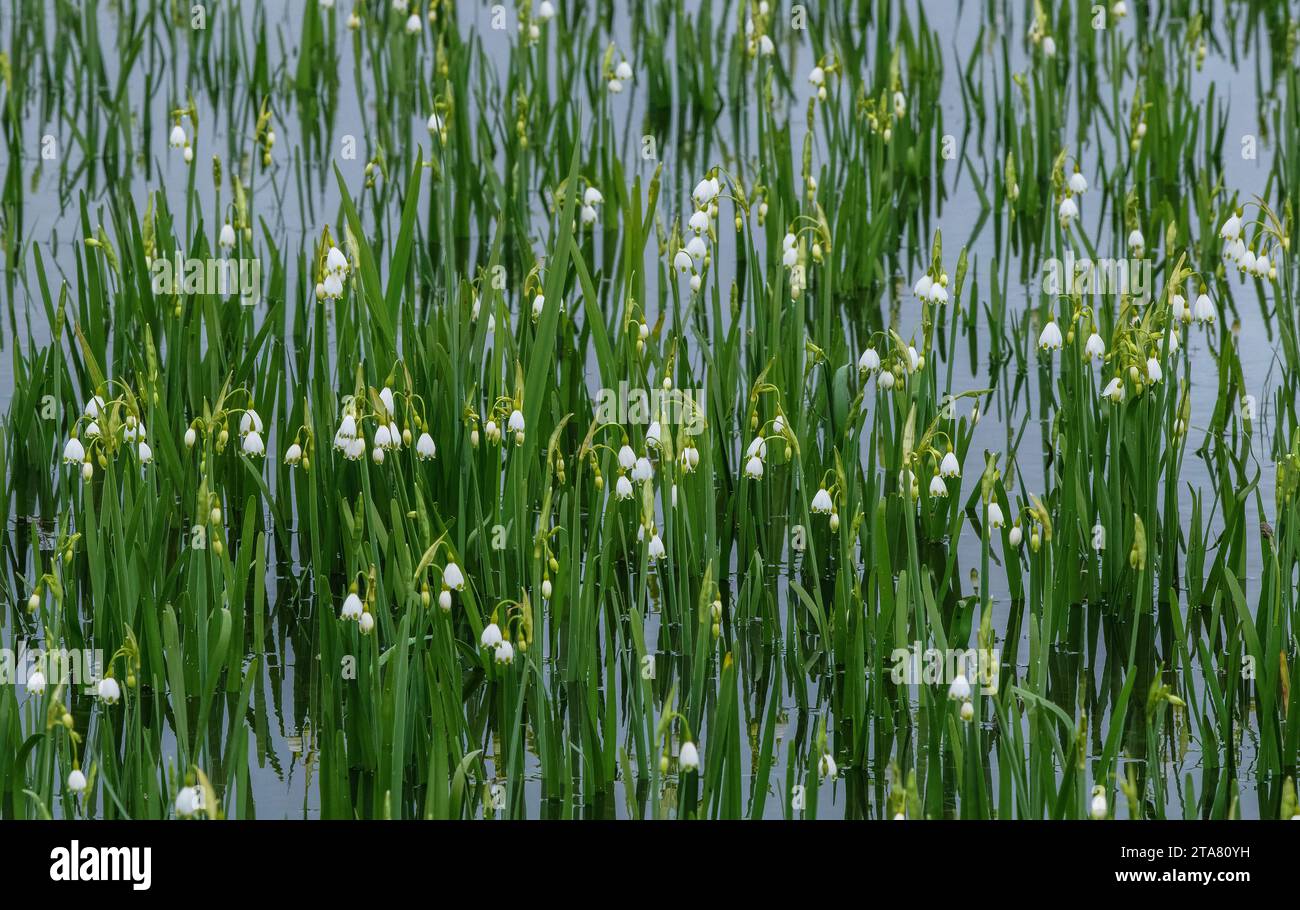 Summer Snowflake, Leucojum aestivum ssp. pulchellum in flower in Lake ...