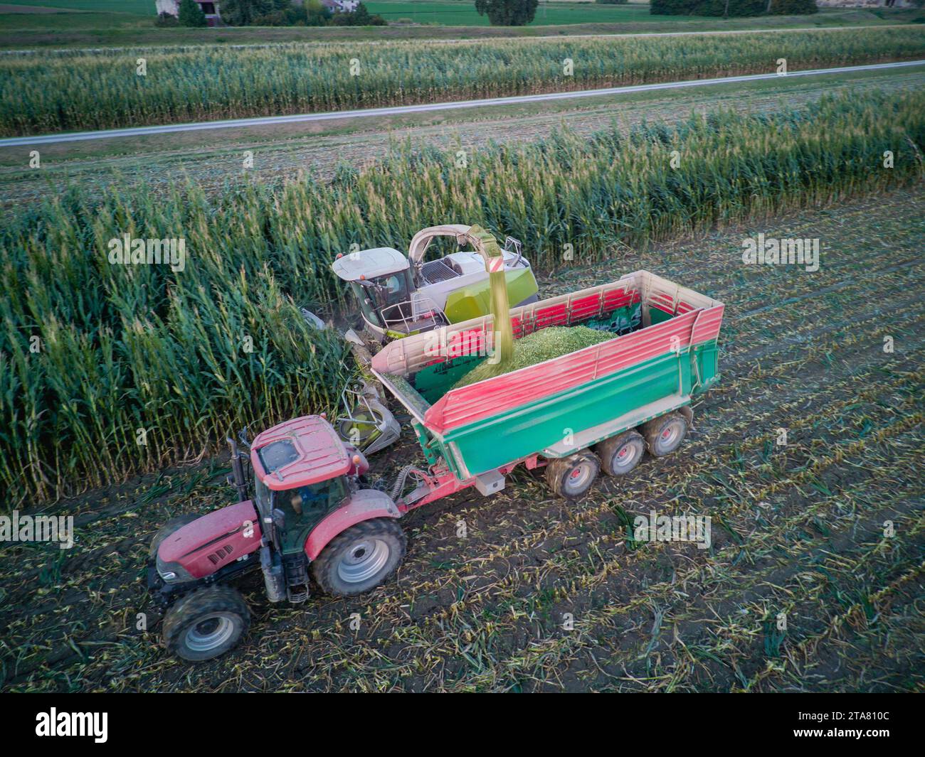 aerial view drone shot corn harvester chop green silage for cattle ...