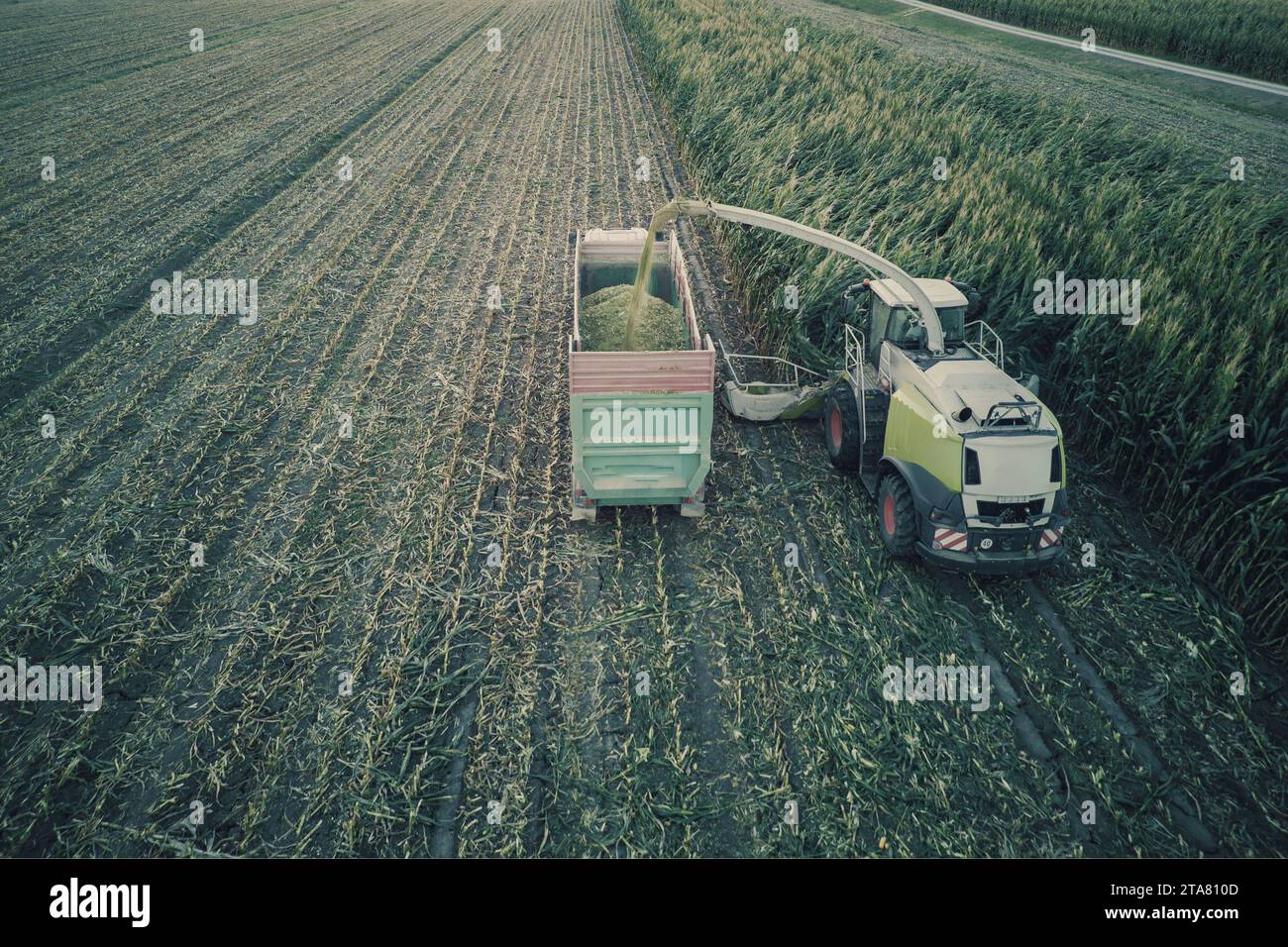 aerial view drone shot corn harvester chop green silage for cattle ...