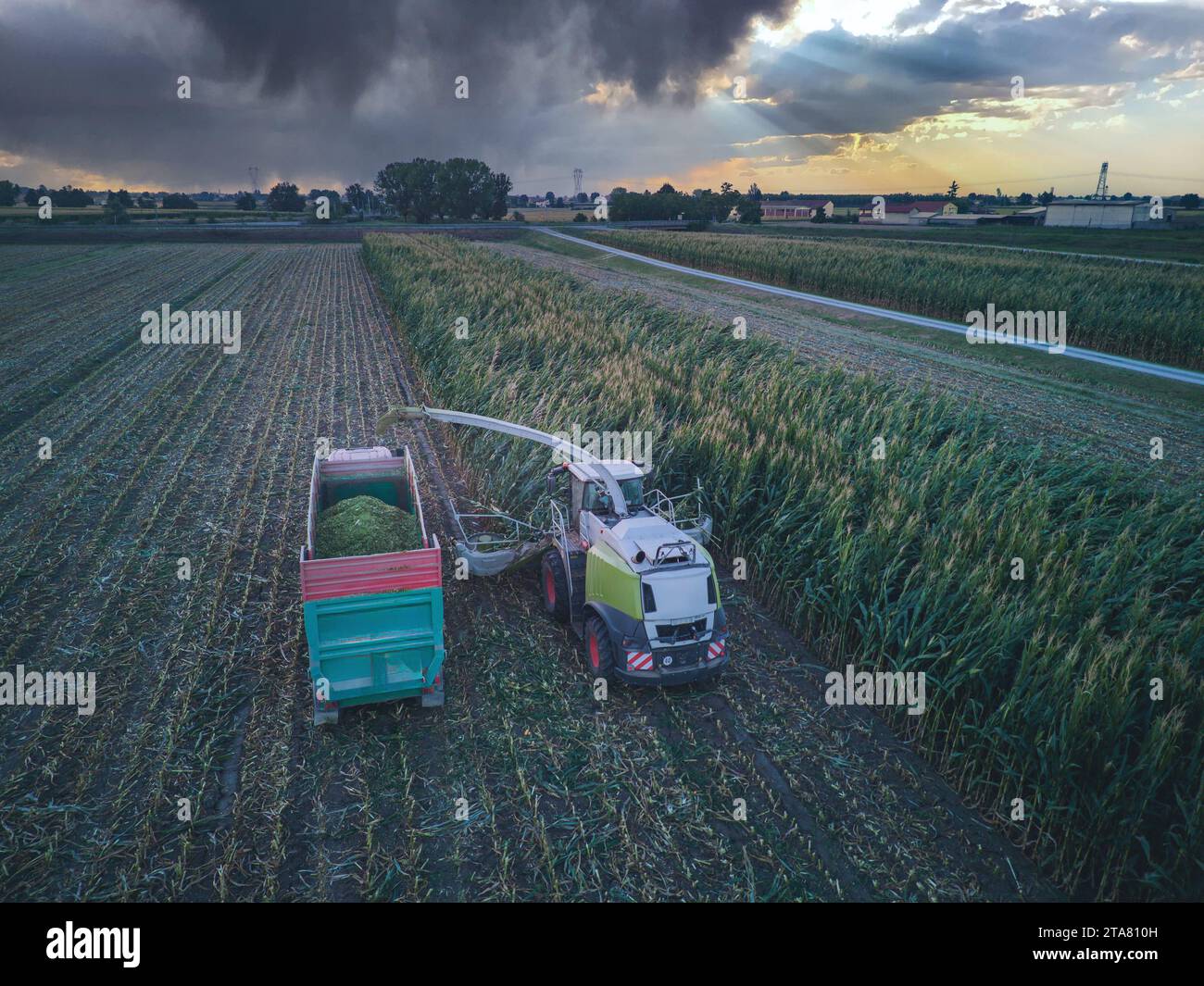 aerial view drone shot corn harvester chop green silage for cattle ...