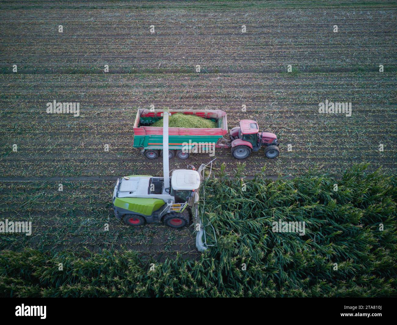 aerial view drone shot corn harvester chop green silage for cattle ...