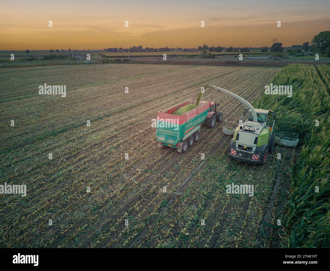 aerial view drone shot corn harvester chop green silage for cattle ...