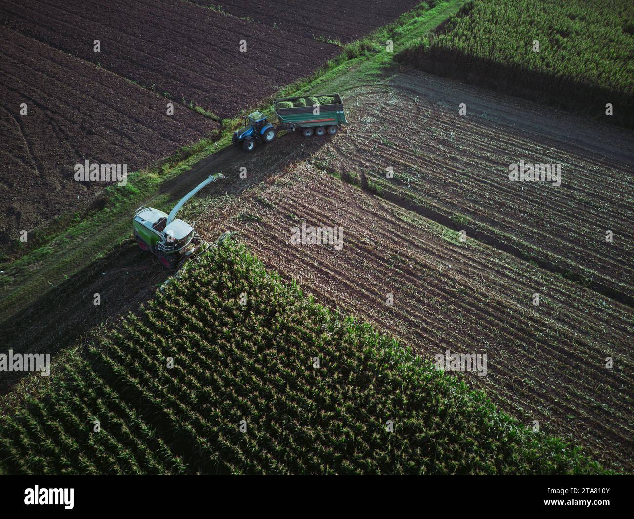 aerial view drone shot corn harvester chop green silage for cattle ...