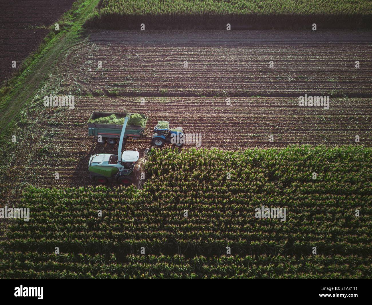aerial view drone shot corn harvester chop green silage for cattle ...