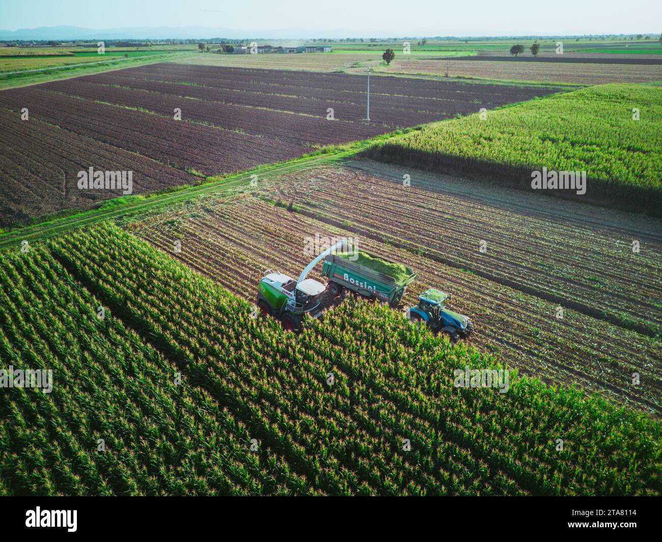 aerial view drone shot corn harvester chop green silage for cattle ...