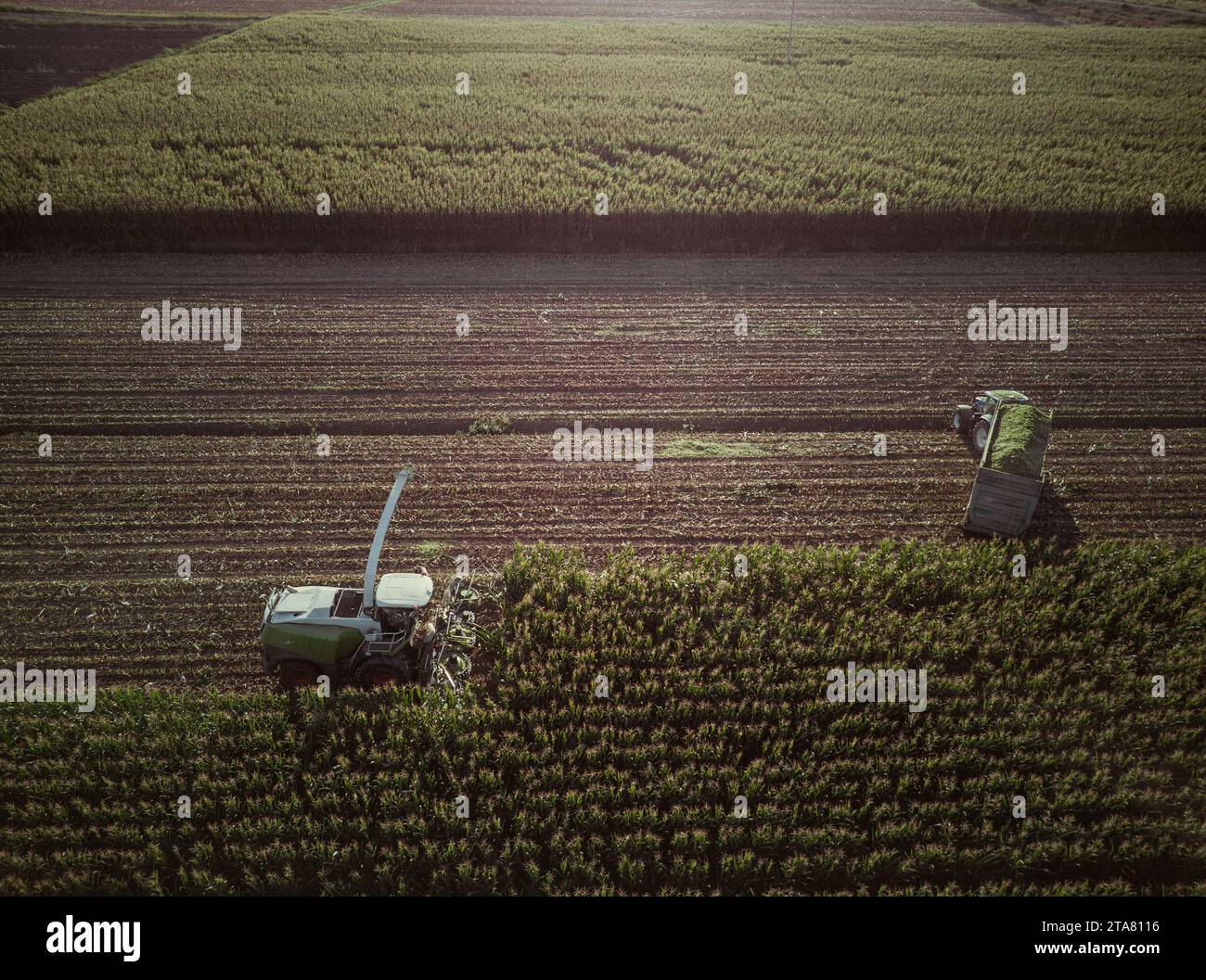 aerial view drone shot corn harvester chop green silage for cattle ...