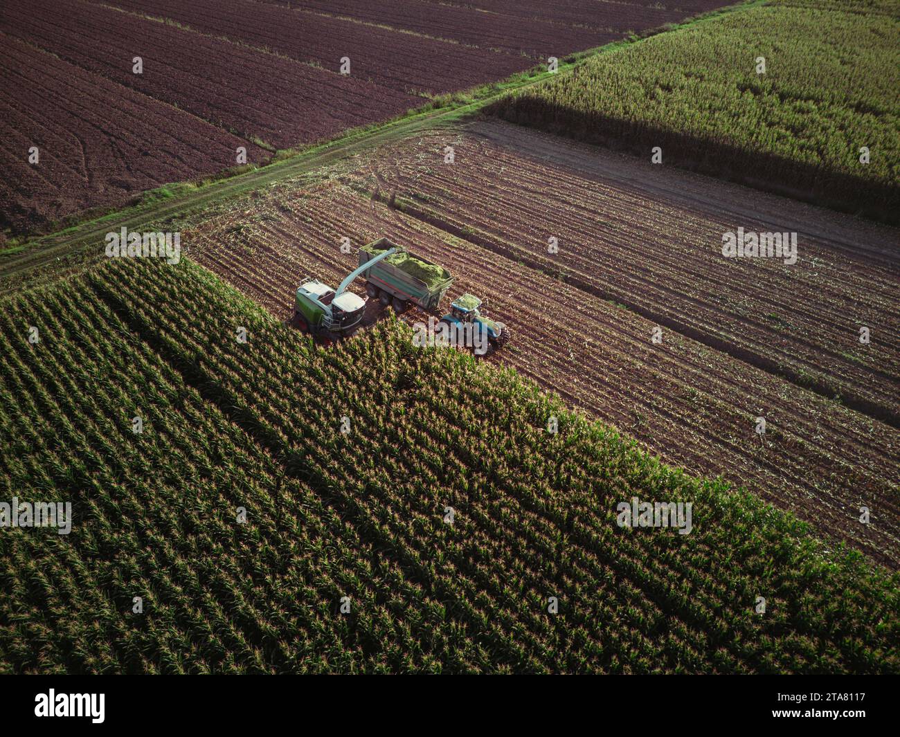 aerial view drone shot corn harvester chop green silage for cattle ...