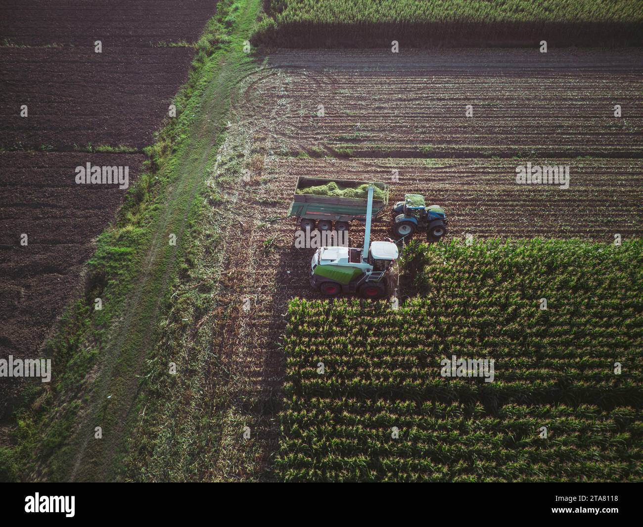aerial view drone shot corn harvester chop green silage for cattle ...