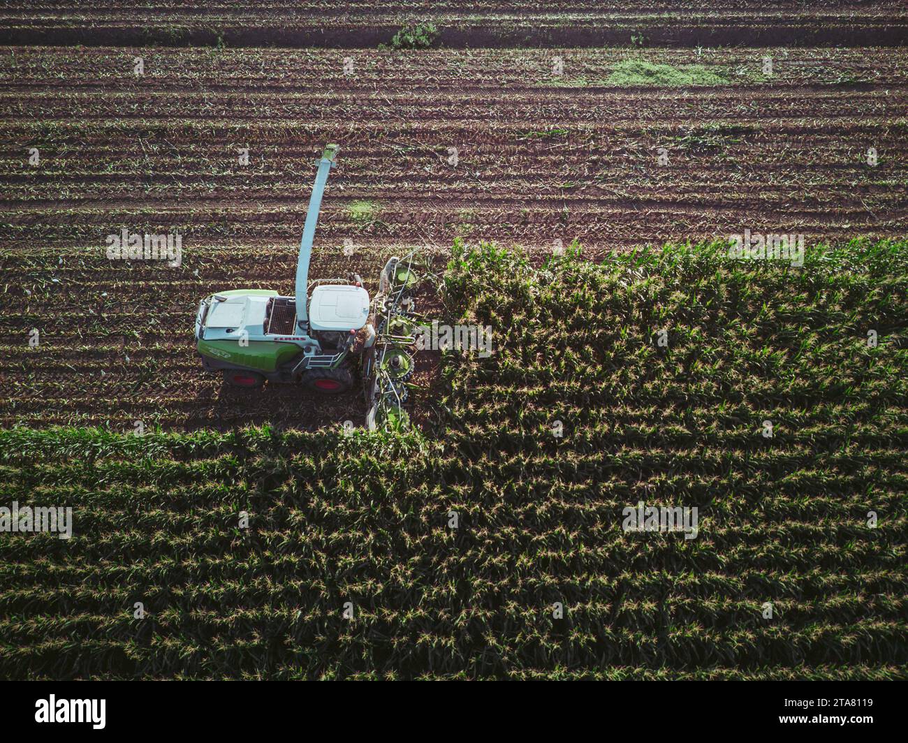 aerial view drone shot corn harvester chop green silage for cattle ...