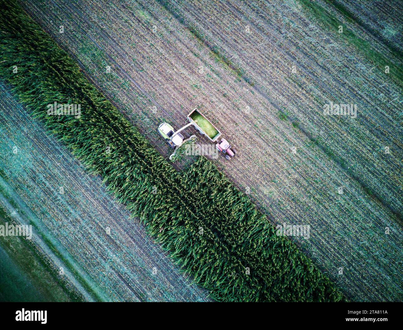 aerial view drone shot corn harvester chop green silage for cattle ...