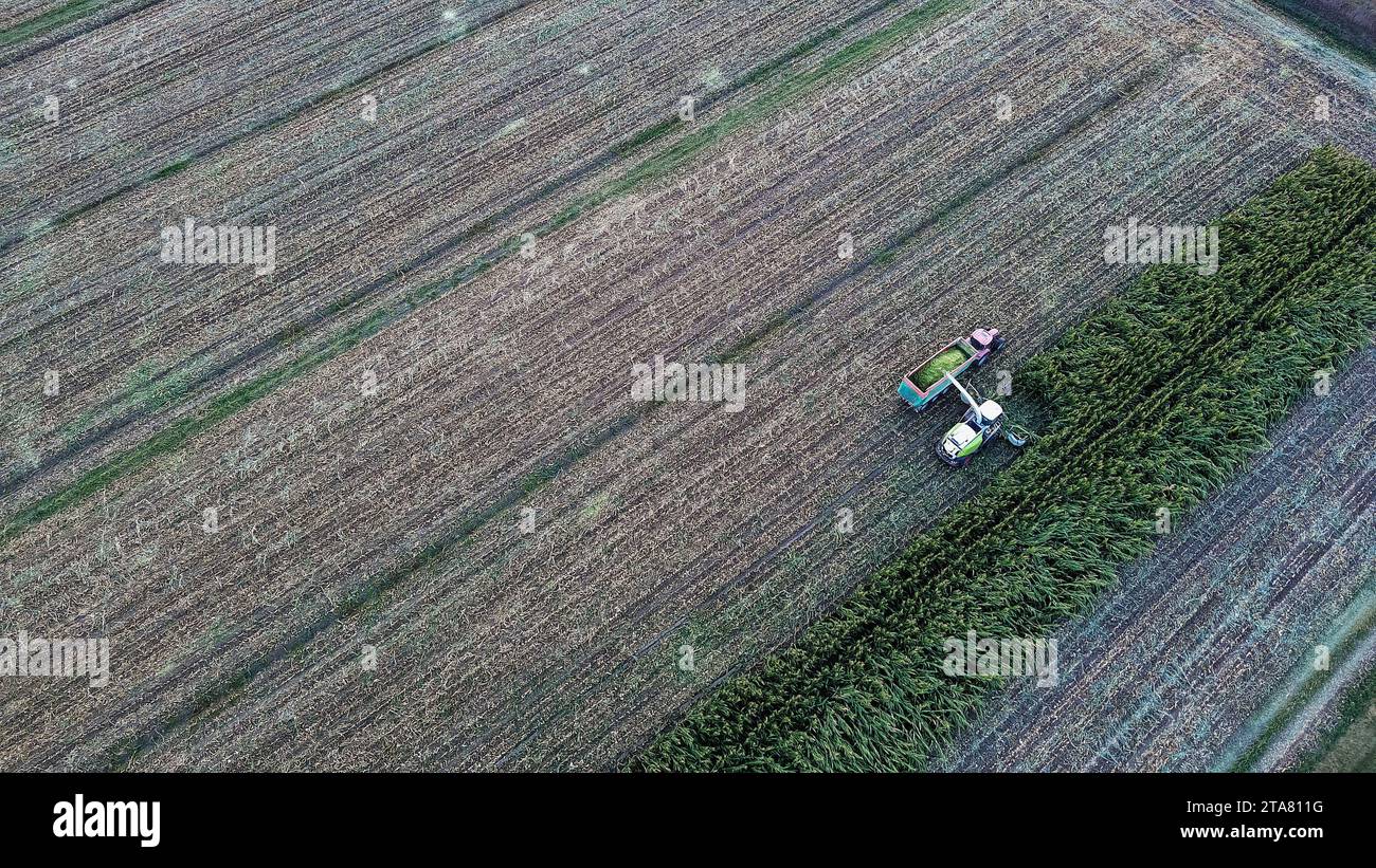 aerial view drone shot corn harvester chop green silage for cattle ...