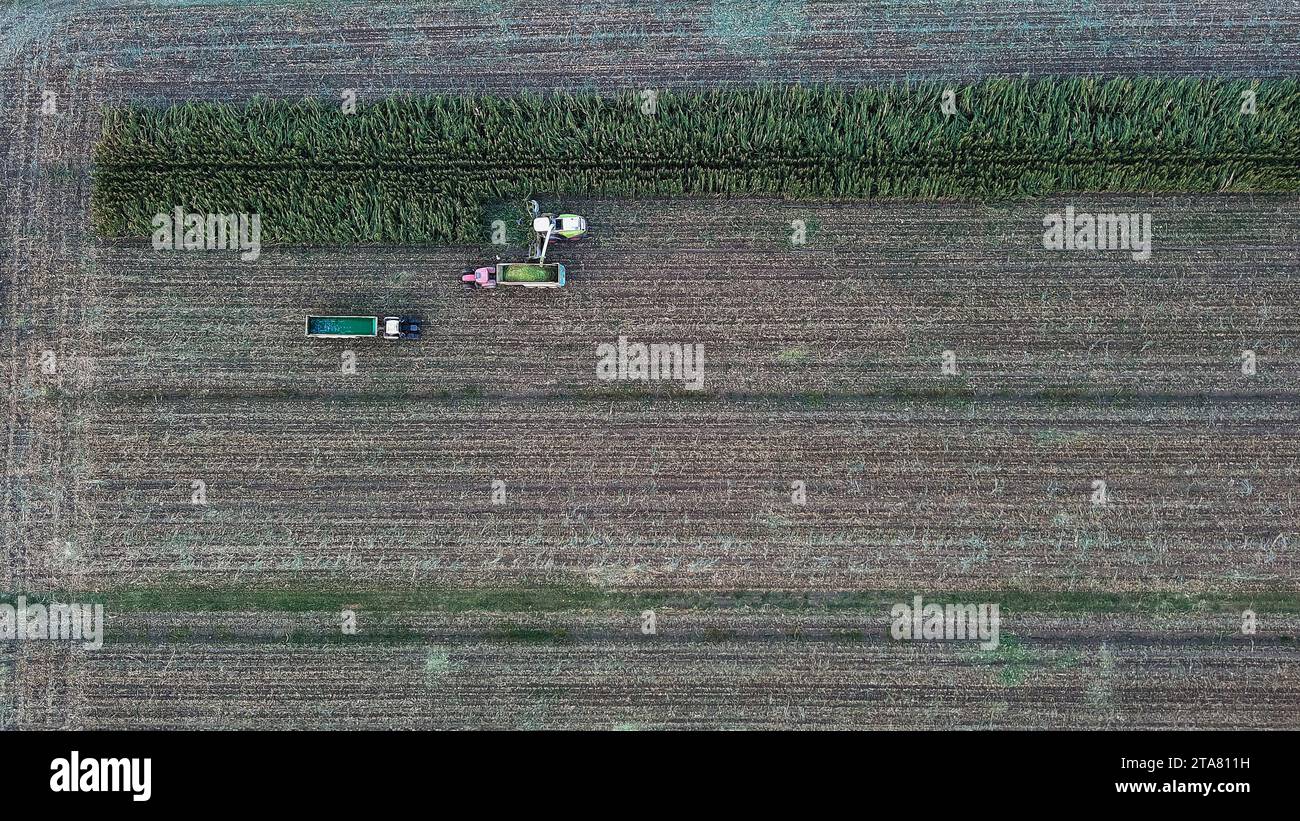 aerial view drone shot corn harvester chop green silage for cattle ...
