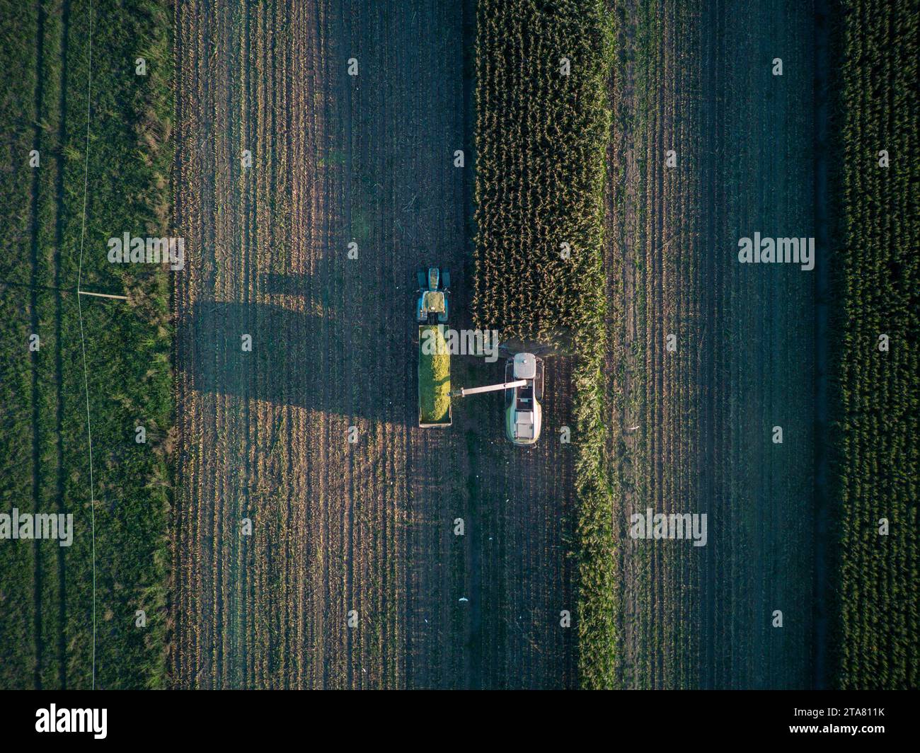 aerial view drone shot corn harvester chop green silage for cattle ...