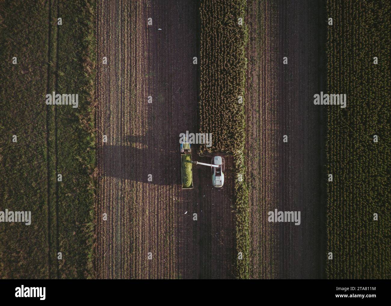 aerial view drone shot corn harvester chop green silage for cattle ...