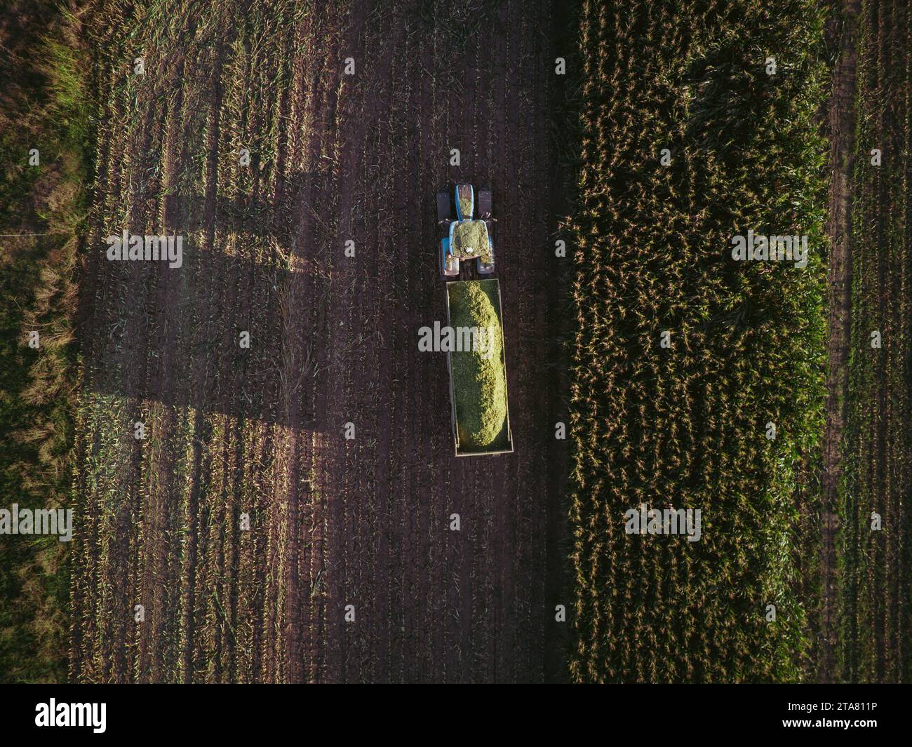 aerial view drone shot corn harvester chop green silage for cattle ...