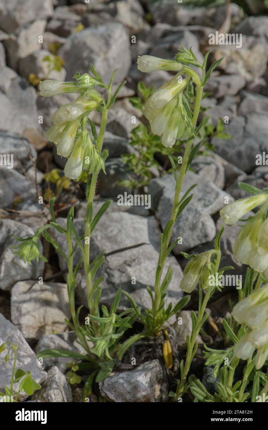 Wildflowers golden drop hi-res stock photography and images - Alamy