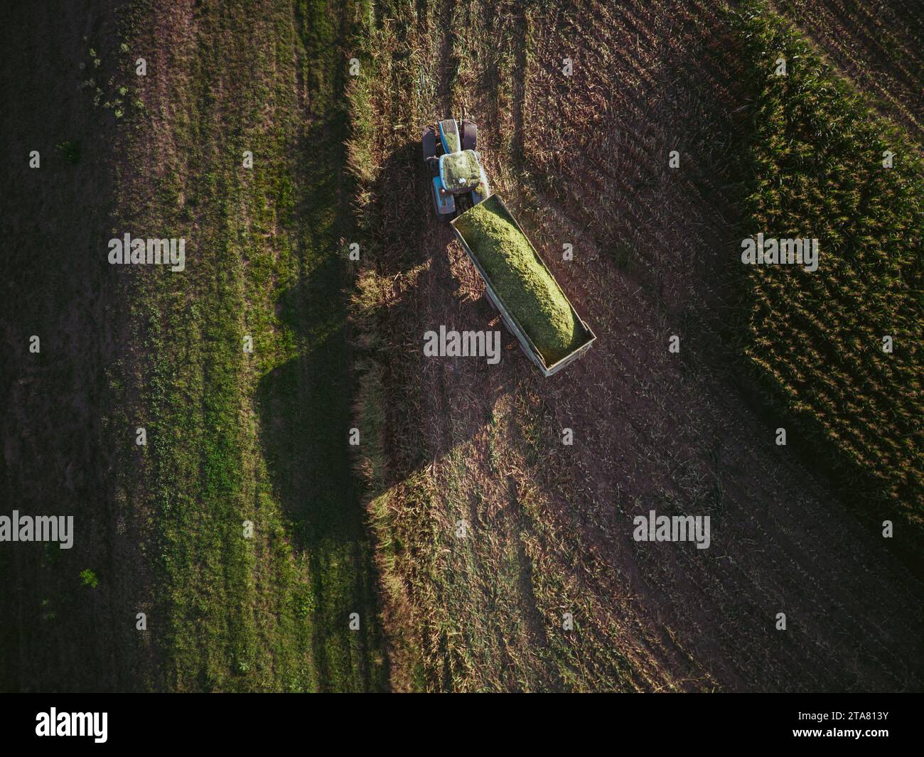 aerial view drone shot corn harvester chop green silage for cattle ...