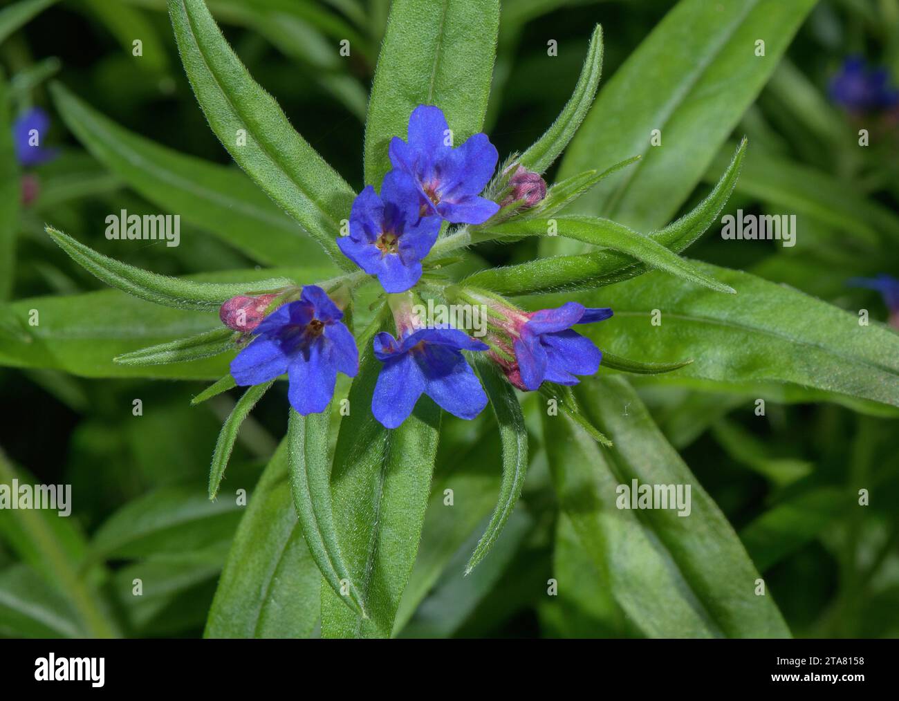 Purple gromwell, Aegonychon purpurocaeruleum, in flower in woodland ...