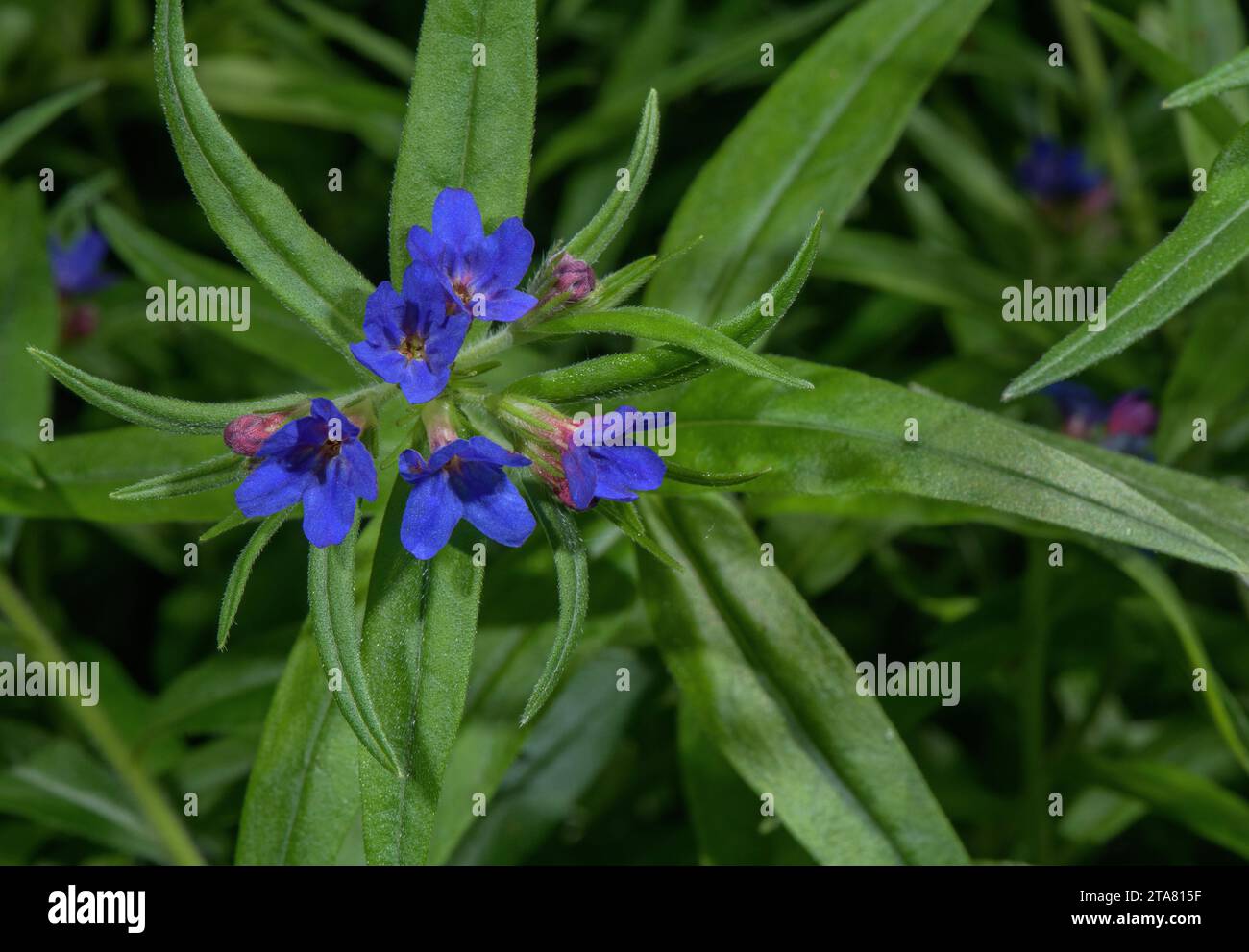 Purple gromwell, Aegonychon purpurocaeruleum, in flower in woodland ...