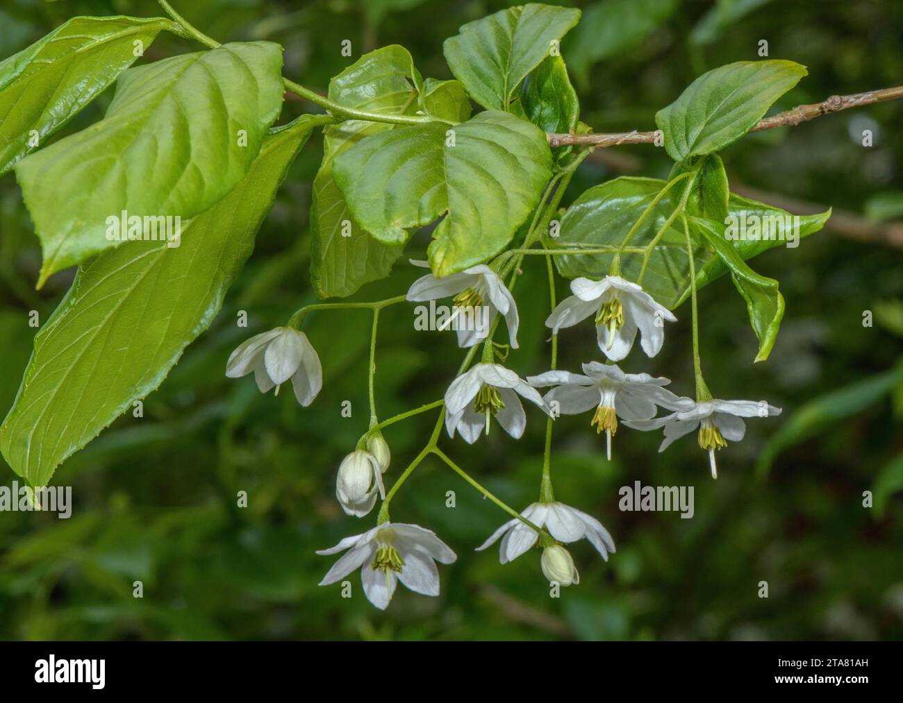 Jack tree, Sinojackia xylocarpa in flower in garden. From China ...