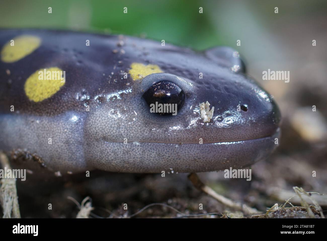 Detailed closeup on the head of a male yellow spotted mole salamander ...