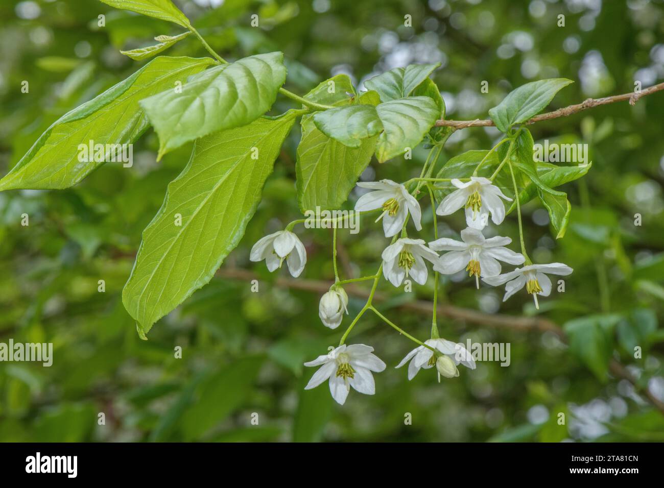 Jack tree, Sinojackia xylocarpa in flower in garden. From China ...