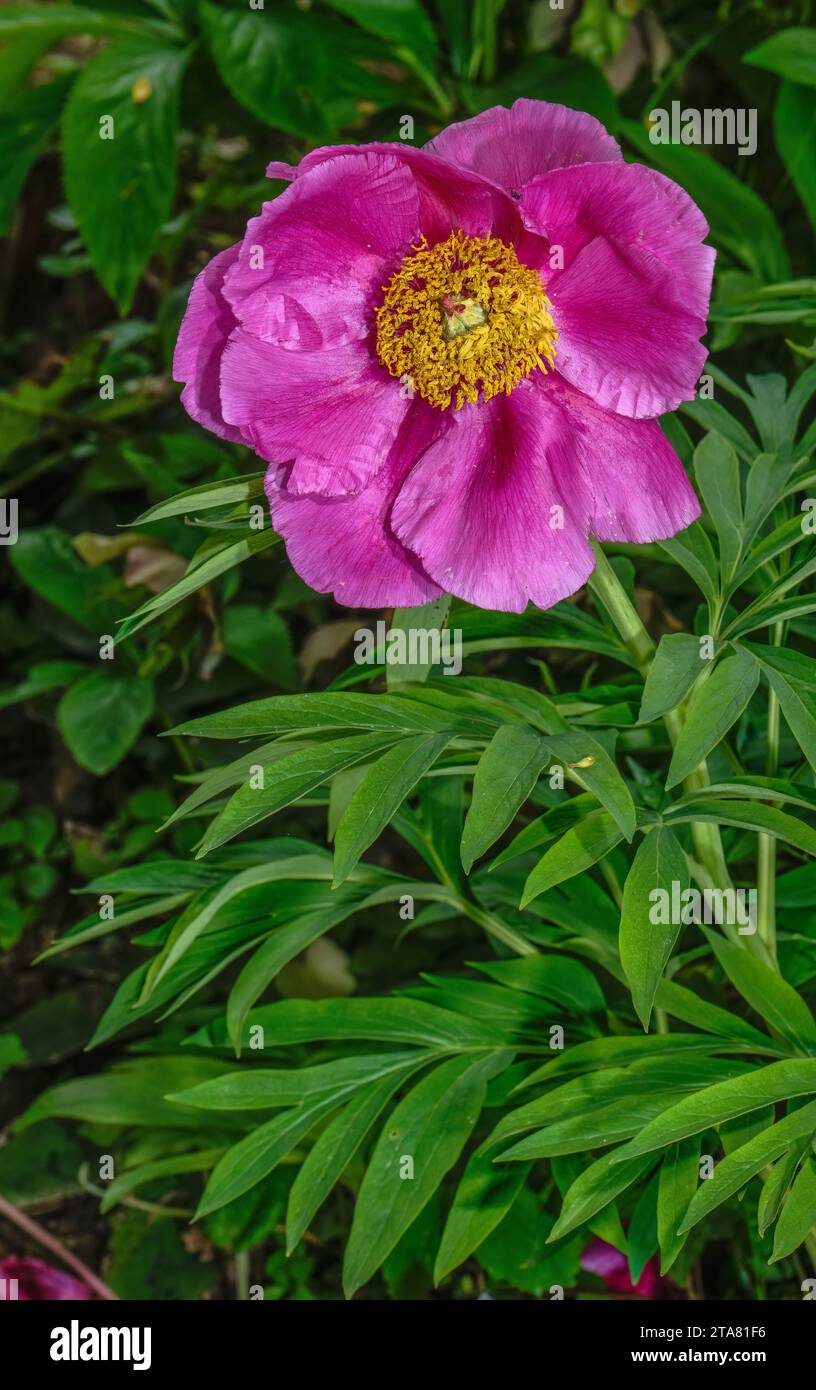Common peony, Paeonia officinalis, in flower in limestone grassland ...