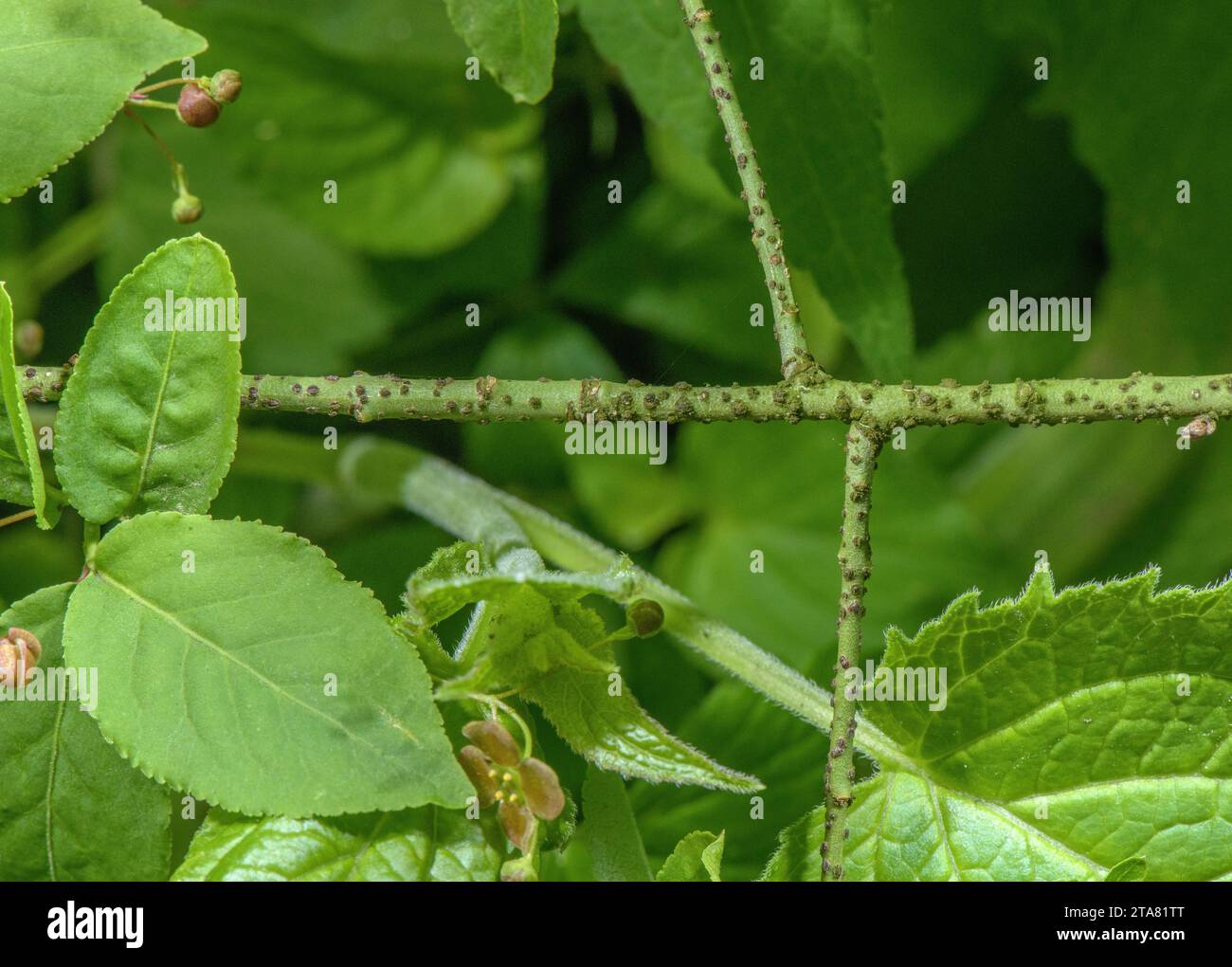 Euonymus verrucosus spindle tree hi-res stock photography and images ...