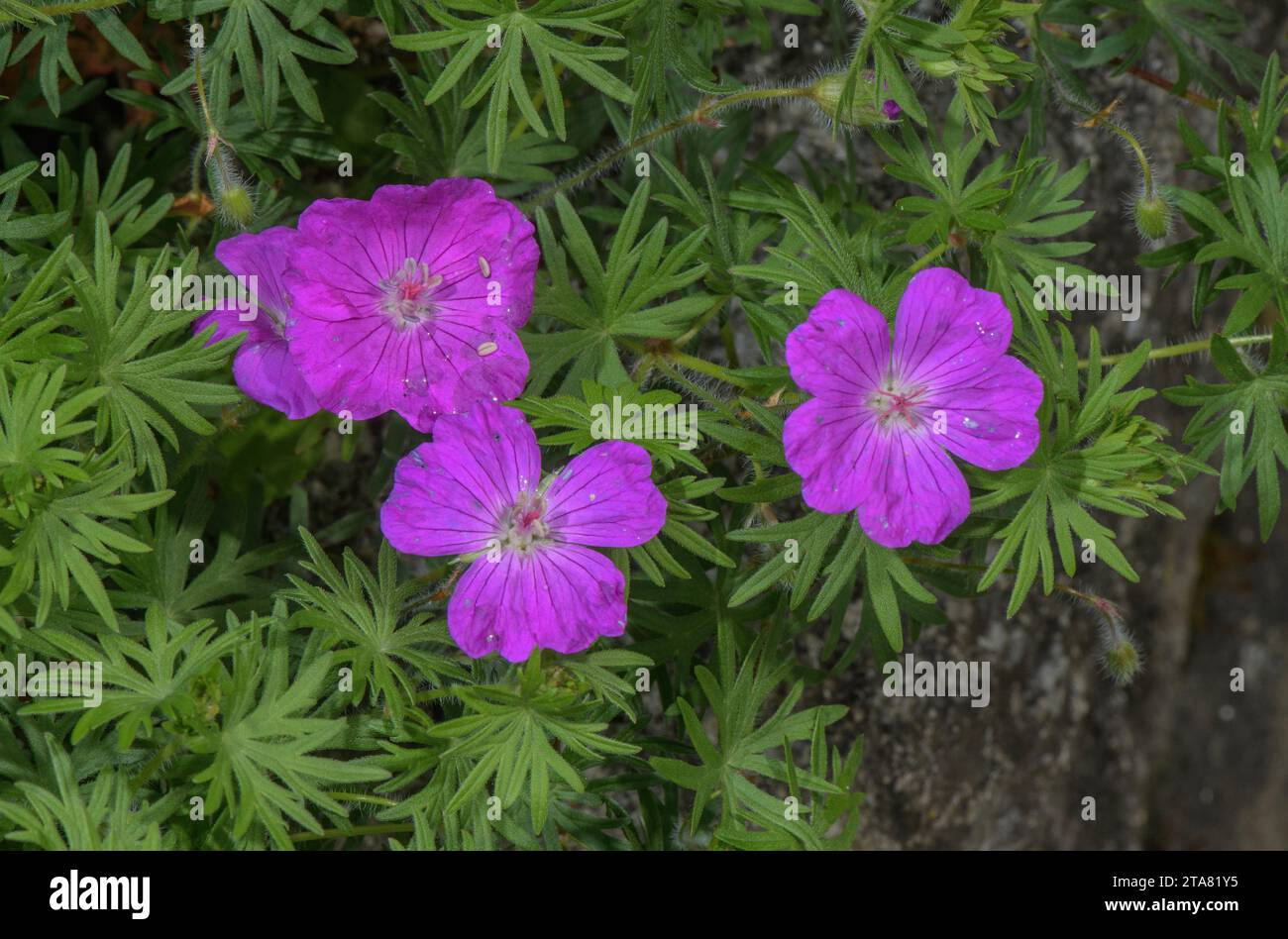 Bloody Cranesbill, Geranium sanguineum, in flower in dry grassland ...