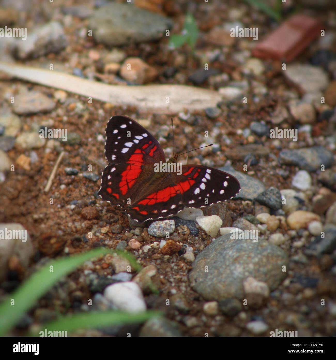 red butterfly lands on the ground and opens its wings to receive the ...