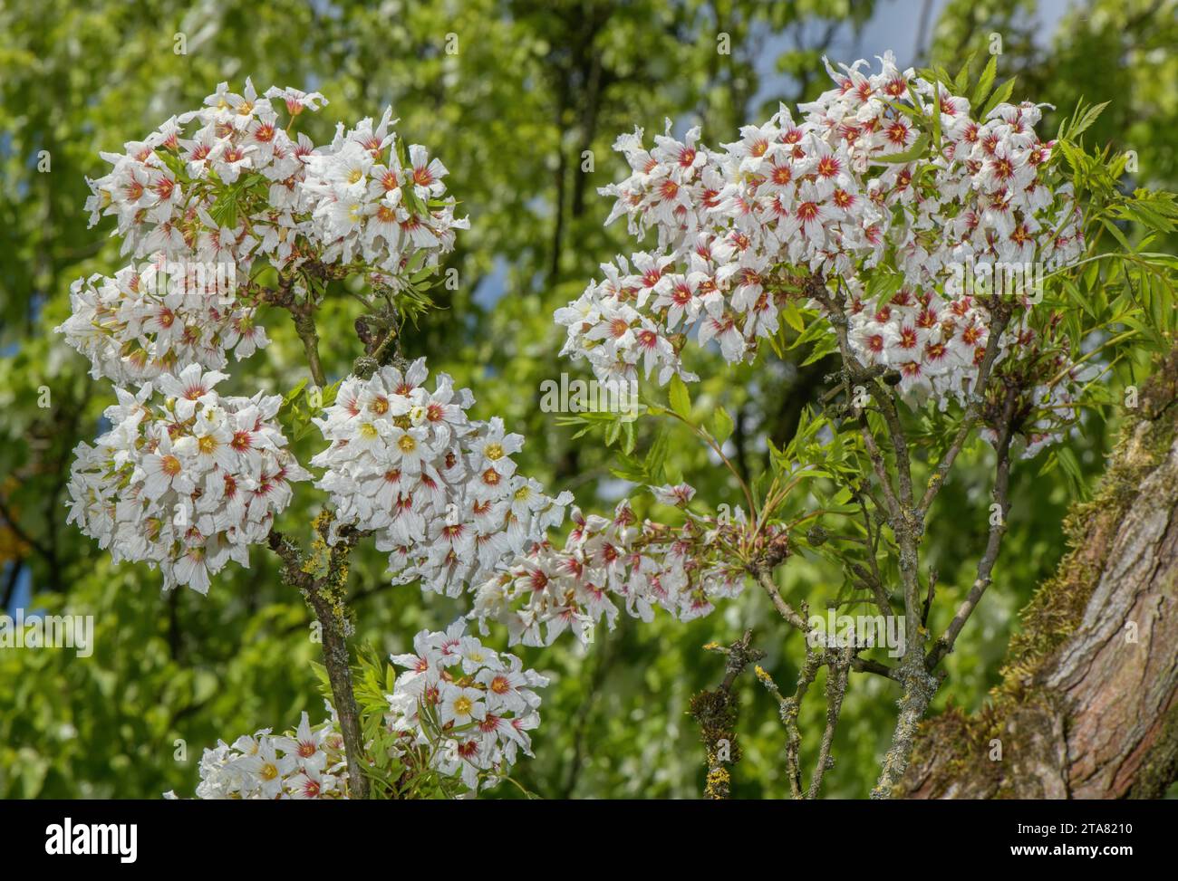 Golden_horn hi-res stock photography and images - Alamy