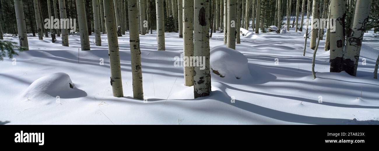 Aspen trees in snow near Flagstaff, Arizona, USA Stock Photo - Alamy