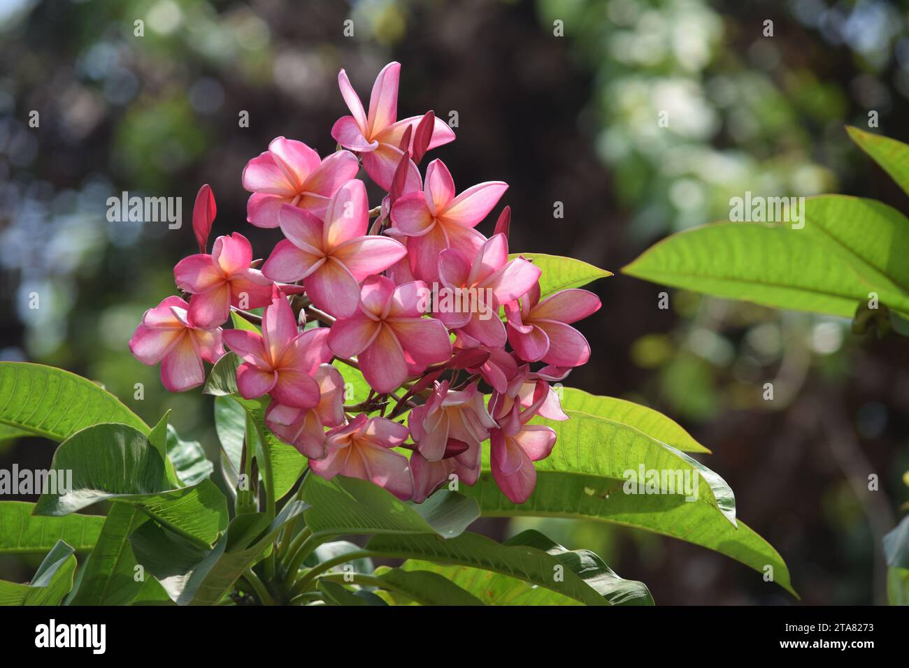 Kath golap flower hi-res stock photography and images - Alamy